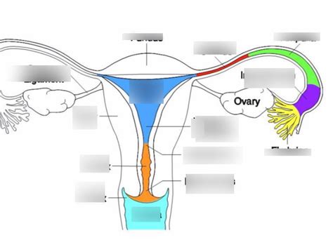 Uterus Diagram Quizlet