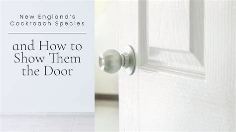 New Englands Cockroach Species And How To Show Them The Door