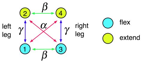 Symmetry Free Full Text Symmetry Breaking In A Rate Model For A Biped Locomotion Central
