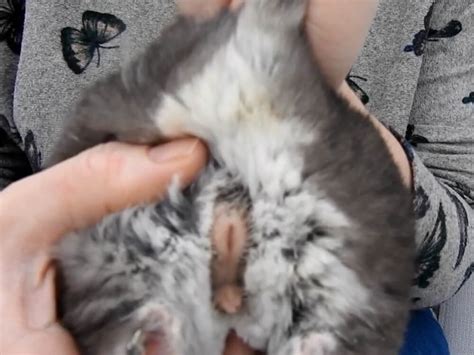 Caring For A Baby Chinchilla Are You Doing It Right UKPets