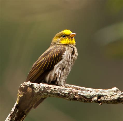 Yellow Rumped Honeyguide