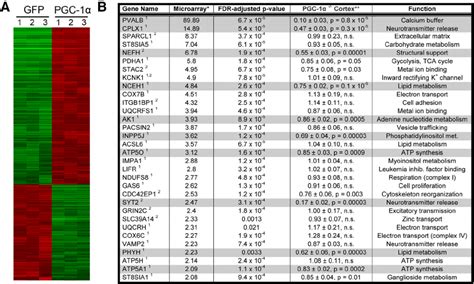 identification of novel pgc 1 ␣ dependent genes in neural tissue a