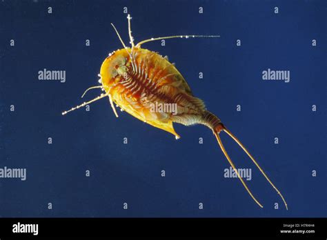 Tadpole Shrimp Triops Cancriformis Living Fossil Is Oldest Living