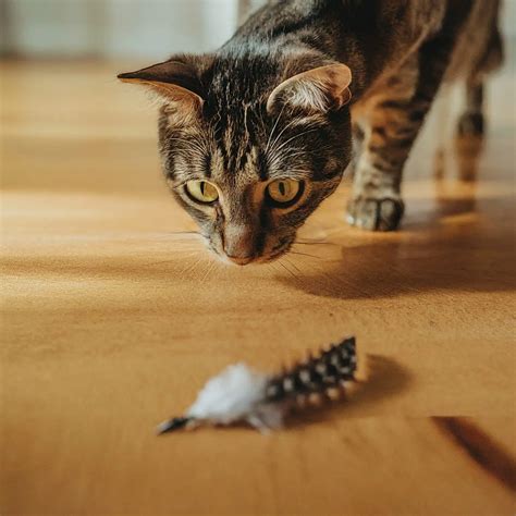 Cat Nutrition Myths Debunked Separating Fact From Fiction Pet Lovers