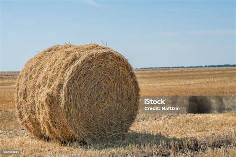 건초 더미 하늘이 있는 농업 분야 농지의 시골 자연 초원에 짚 가을에 대한 스톡 사진 및 기타 이미지 가을 건조한 건초 식물 Istock