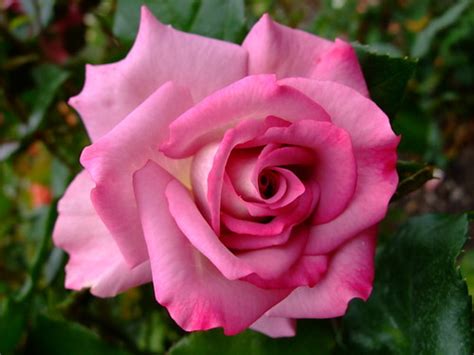 Rose Youtube Com User Yewmchan Videos Yewchan Flickr