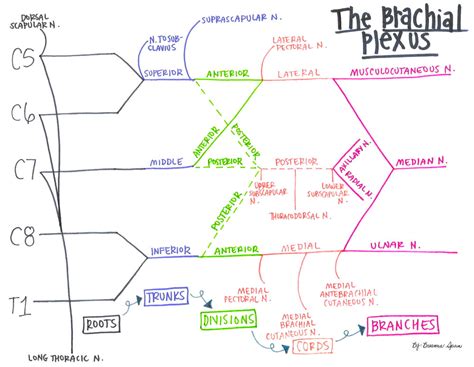 How To Draw Brachial Plexus Marchprocedure6