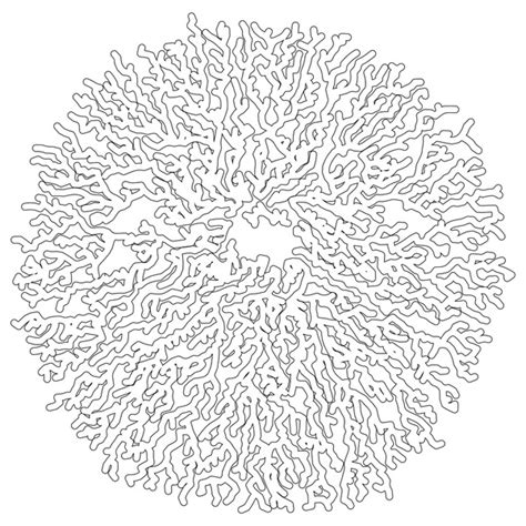 Crustose Lichen Diagram