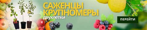 Плодовые саженцы - купить в интернет магазине с доставкой - цена в ...