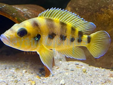 Neolamprologus Sexfasciatus Jayant Cichlids