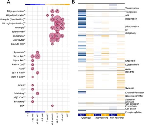 validation of the cell type deconvolution a and segregation of