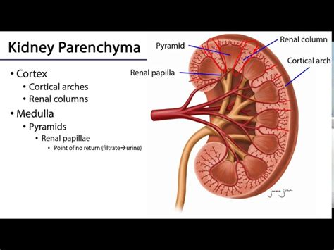 Renal Column