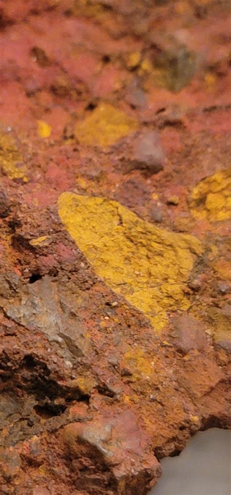 More Bivalve Fossil ID The Fossil Forum