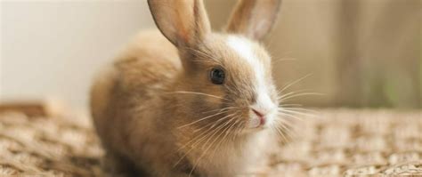 setup and securing rabbitmq dev community