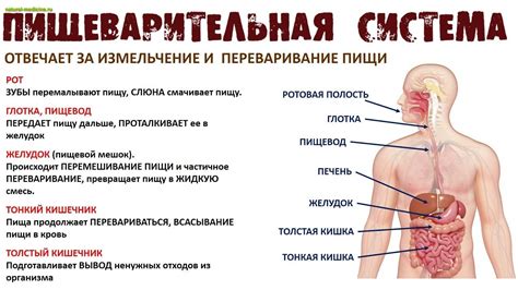 Типы диареи осмотическая инфекционная секреторная идиопатическая