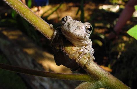Perons Tree Frog Ausemade