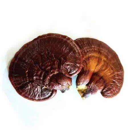 Ganoderma Lucidum Mushroom 100 Pure Extract 40 Polysaccharides