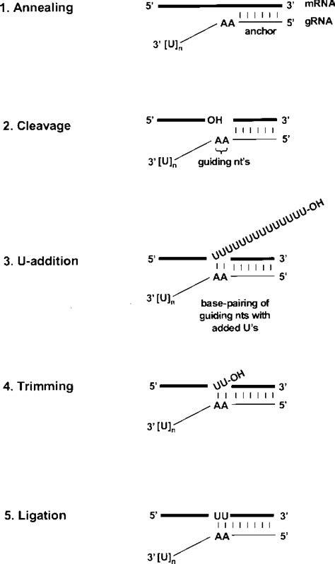 Figure 1 From Uridine Insertiondeletion Rna Editing In Trypanosome