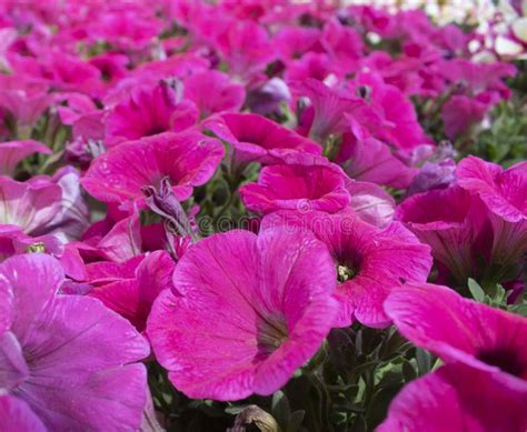 Lanzamiento Ascendente Cercano De La Flor Del Amore De La Petunia Color P Rpura Foto De Archivo
