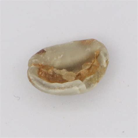 Gcb Defect Detection Classification Dataset By Green Coffee Bean Defects