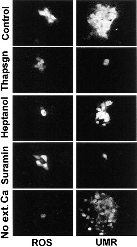 inhibition of calcium waves in ros and umr cells adherent cells were