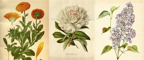 Хүнд цэцэг бэлэглэхдээ ИВЭЭЛ ЦЭЦГИЙГ нь сонгоорой