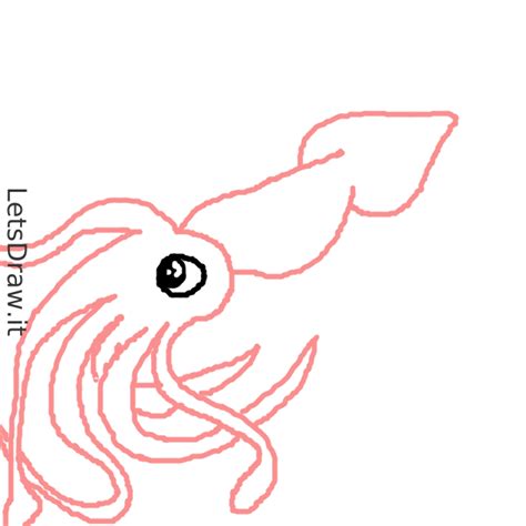 How To Draw Giant Squid 6yizowkgd Png LetsDrawIt