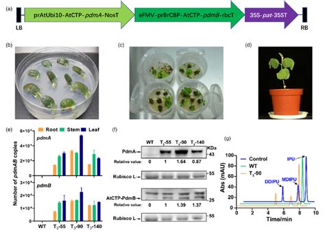 Construction And Confirmation Of Transgenic Soybean Expressing Download Scientific Diagram