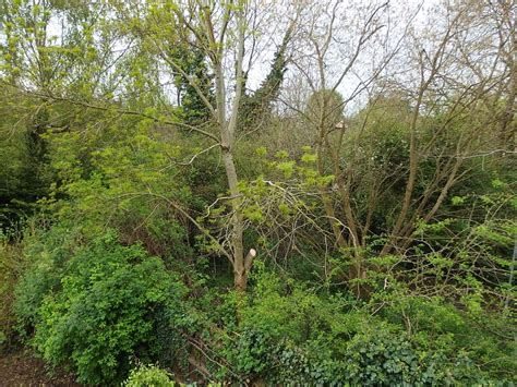 Tree Following With Lucy May