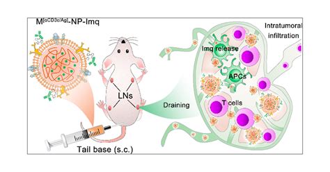 Antigen Presenting Cell Types