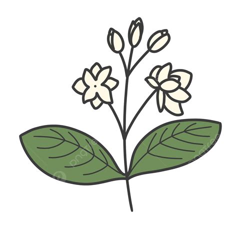 재스민 꽃 일러스트 클립 아트 재스민 하얀 꽃 Png 일러스트 및 Psd 이미지 무료 다운로드 Pngtree