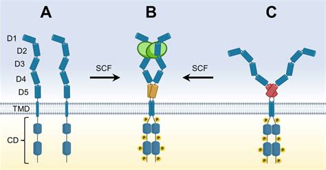 Structural Plasticity Of The Ligand Independent Constitutively Active Download Scientific