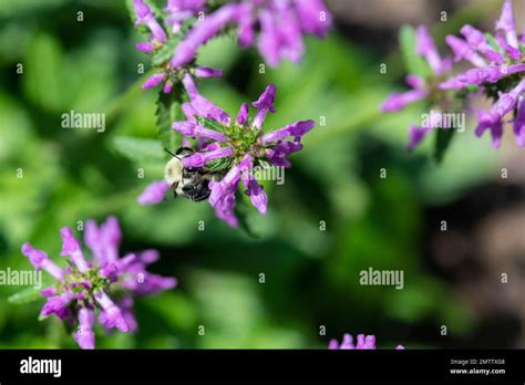 Bumble Bee On Nepeta Foraging For Food And Polinating Flowers Stock Photo Alamy