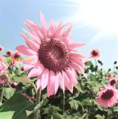 Buy Seeds Online For Gardening Us Europe And Worldwide Free Delivery
