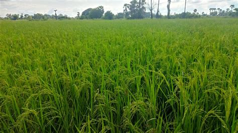 ချောင်းဦးမြို့နယ်တွင် ဝိုင်အက်စ်အာဝမ်းysr 1စပါးမျိုးသစ်များ အောင်မြင