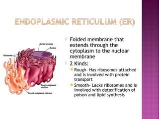 Cell Organelles Ppt