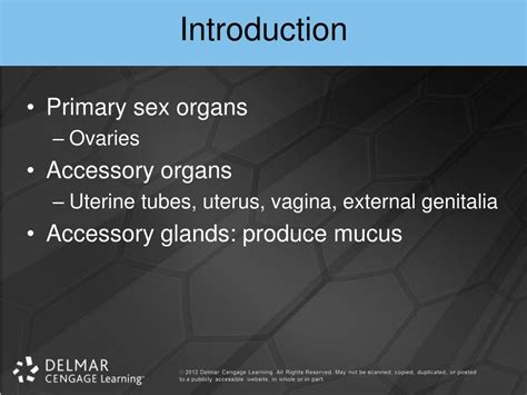 PPT The Reproductive System PowerPoint Presentation Free Download ID