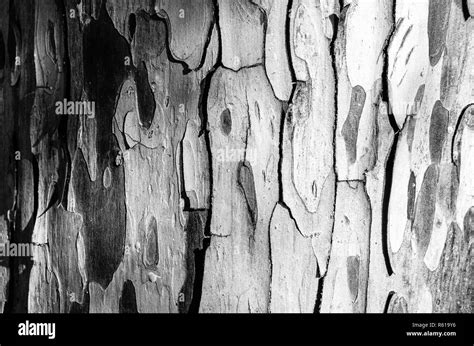 Tree Bark Texture Stock Photo Alamy