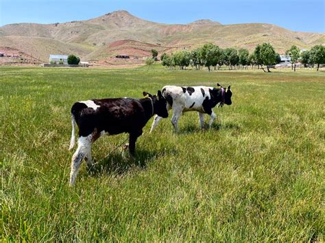 Pesticiden Versus Meststoffen Verschil En Vergelijking Prep My Career