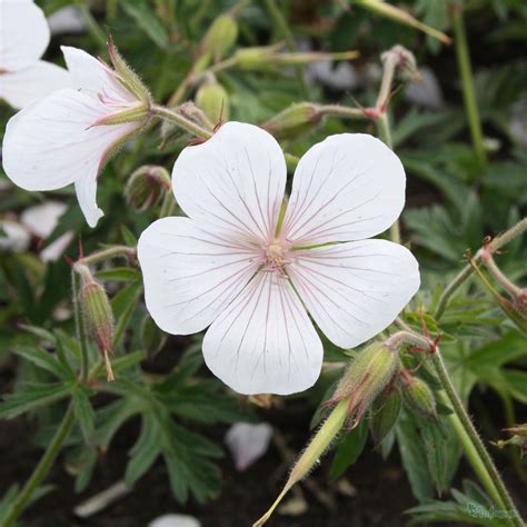 Geranium Clarkei ‘kashmir White Plantagogo Heucheras