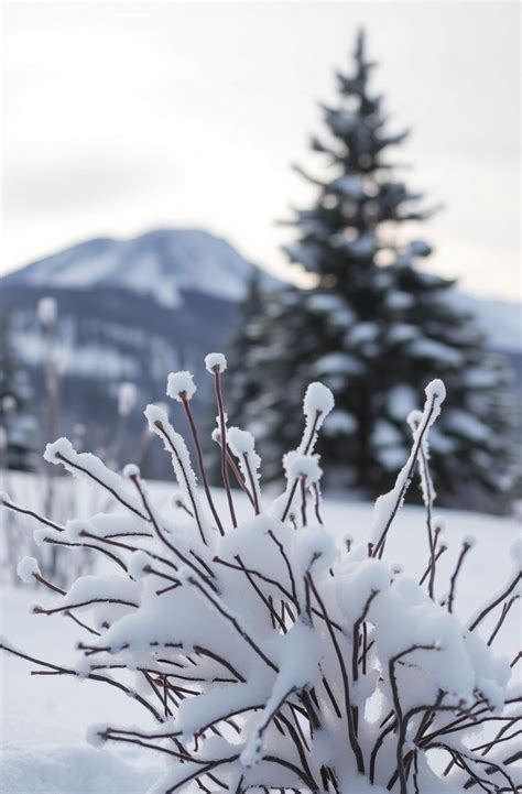 Capturing The Magic Of Snow A Winter Landscape Photography Guide