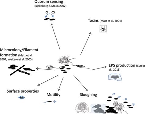 Grazing Effects Of Ciliates On Microcolony Formation In Bacterial Biofilms Intechopen