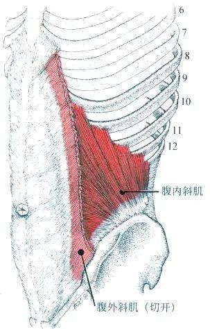 一条肌肉学一天——腹内斜肌位置图 健身吧
