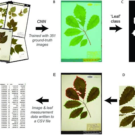 Flowers Of The Female And Male Trees In Salicaceae Species On Willow Download Scientific