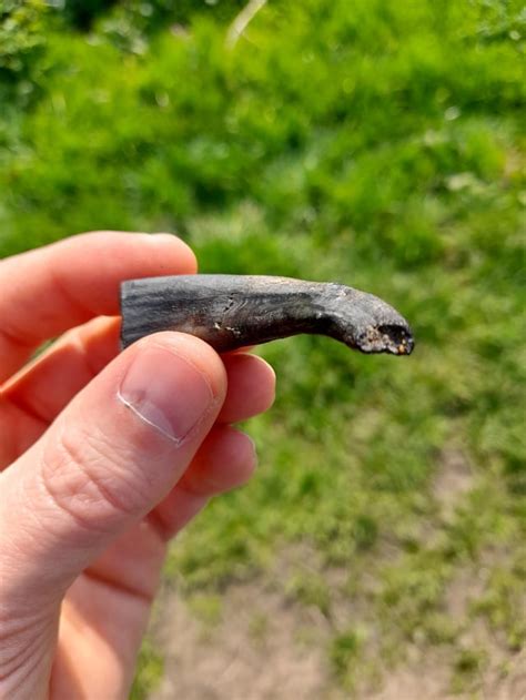 Any Idea What This Might Be Found In The Uk South East Approx 6cm In Length Thanks R