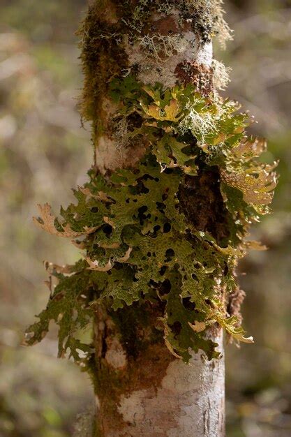 Premium Photo Moss On Tree In Forest On Background Close Up