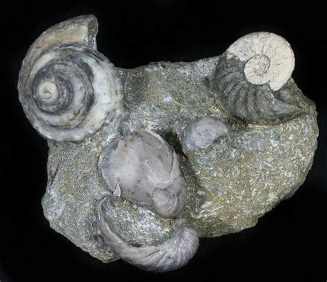 Gastropod Fossils For Sale