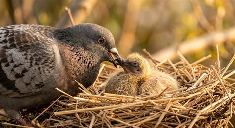 Qué Comen Las Palomas Guía De Alimentación Y Salud