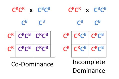 Blank Dihybrid Punnett Square