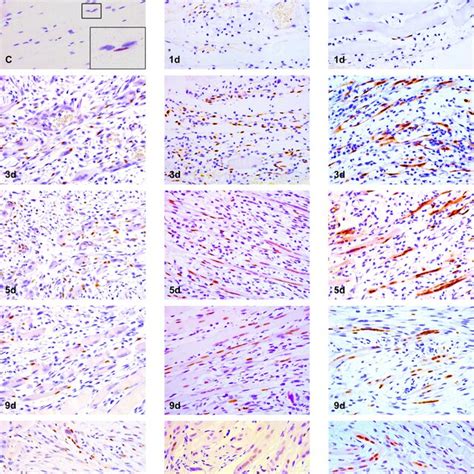 ihc staining results in rat skeletal muscle samples a representative
